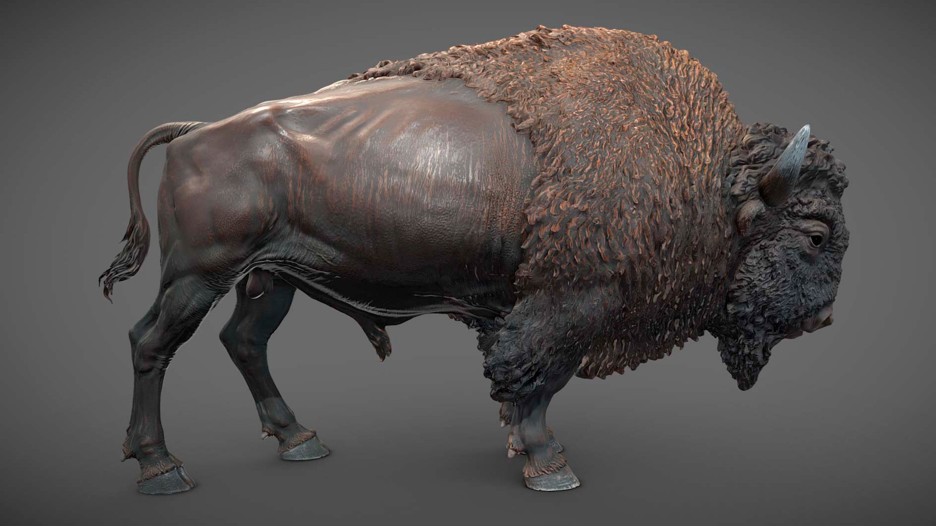 3D Bison - 3D Sculpting - TurboSquid 2315302