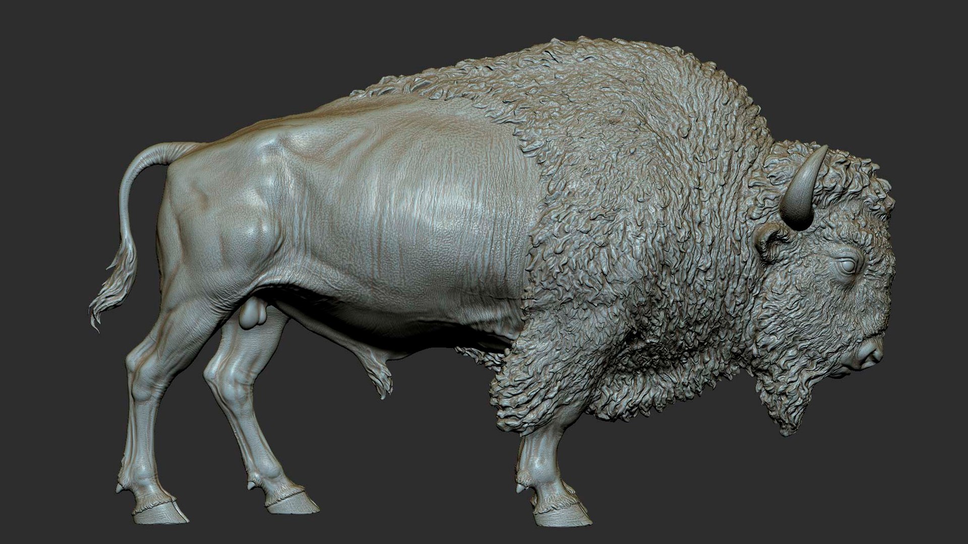 3D Bison - 3D Sculpting - TurboSquid 2315302