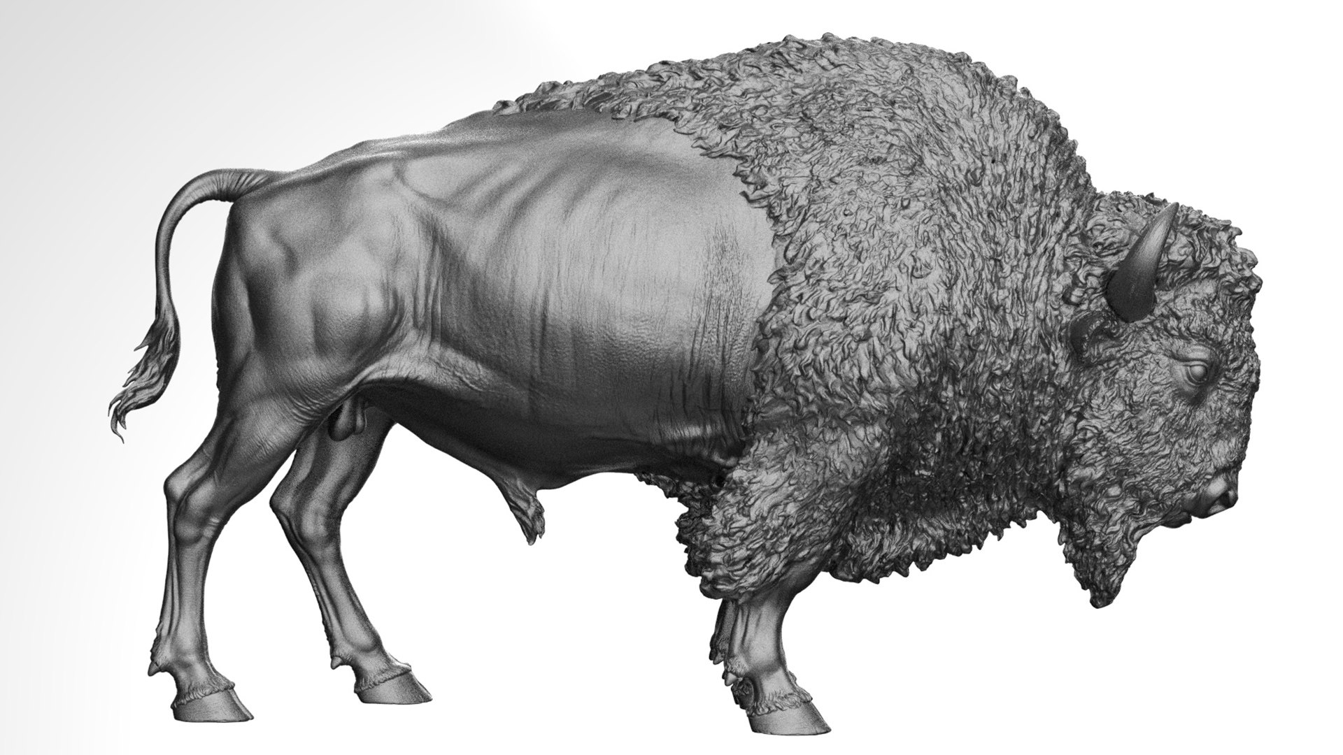 3D Bison - 3D Sculpting - TurboSquid 2315302
