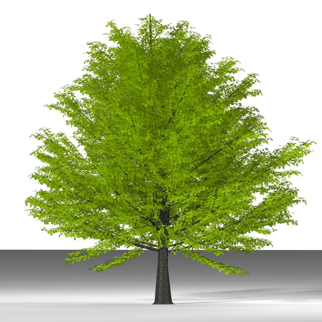 Plane Tree 3d 3ds