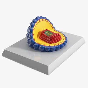 Free 3D Virus Models - Available For Download On TurboSquid