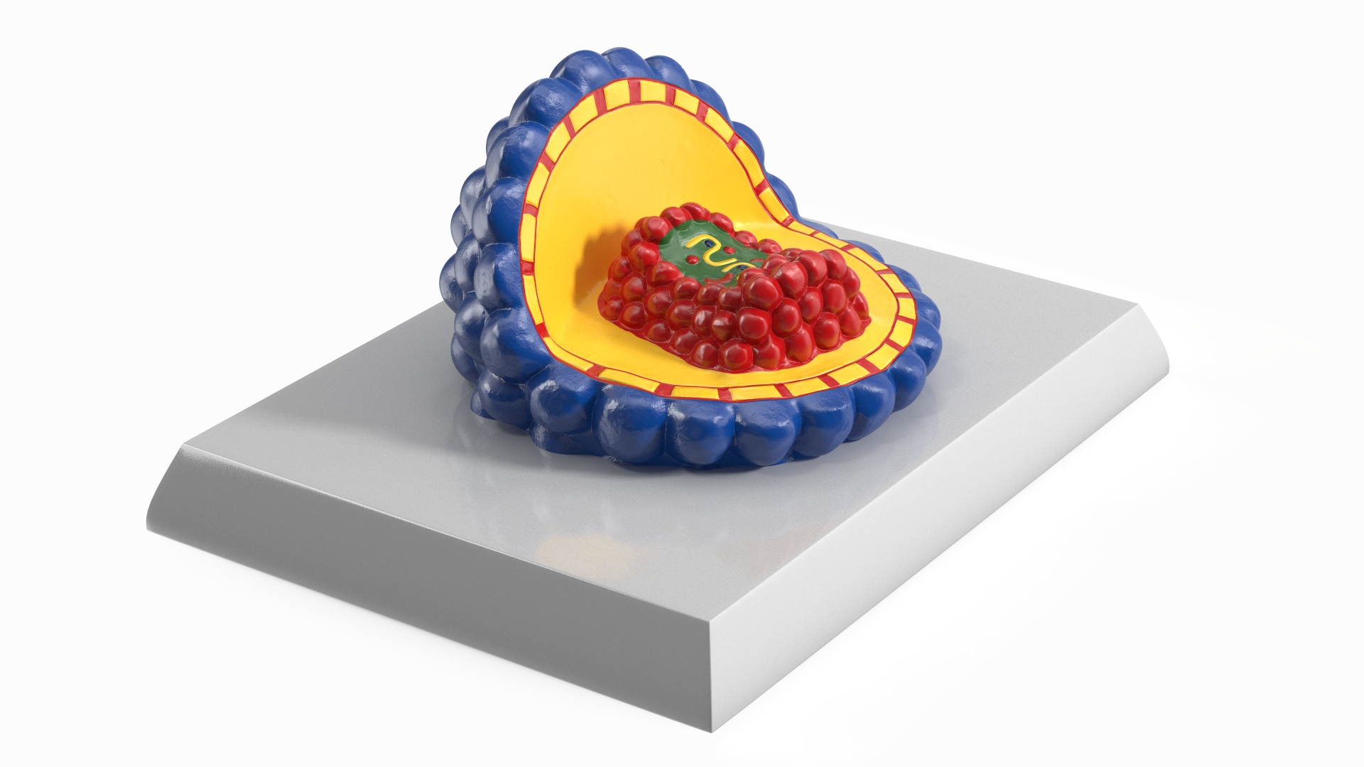HIV Virus Cross-Section Teaching Model On Base 3D Model - TurboSquid ...