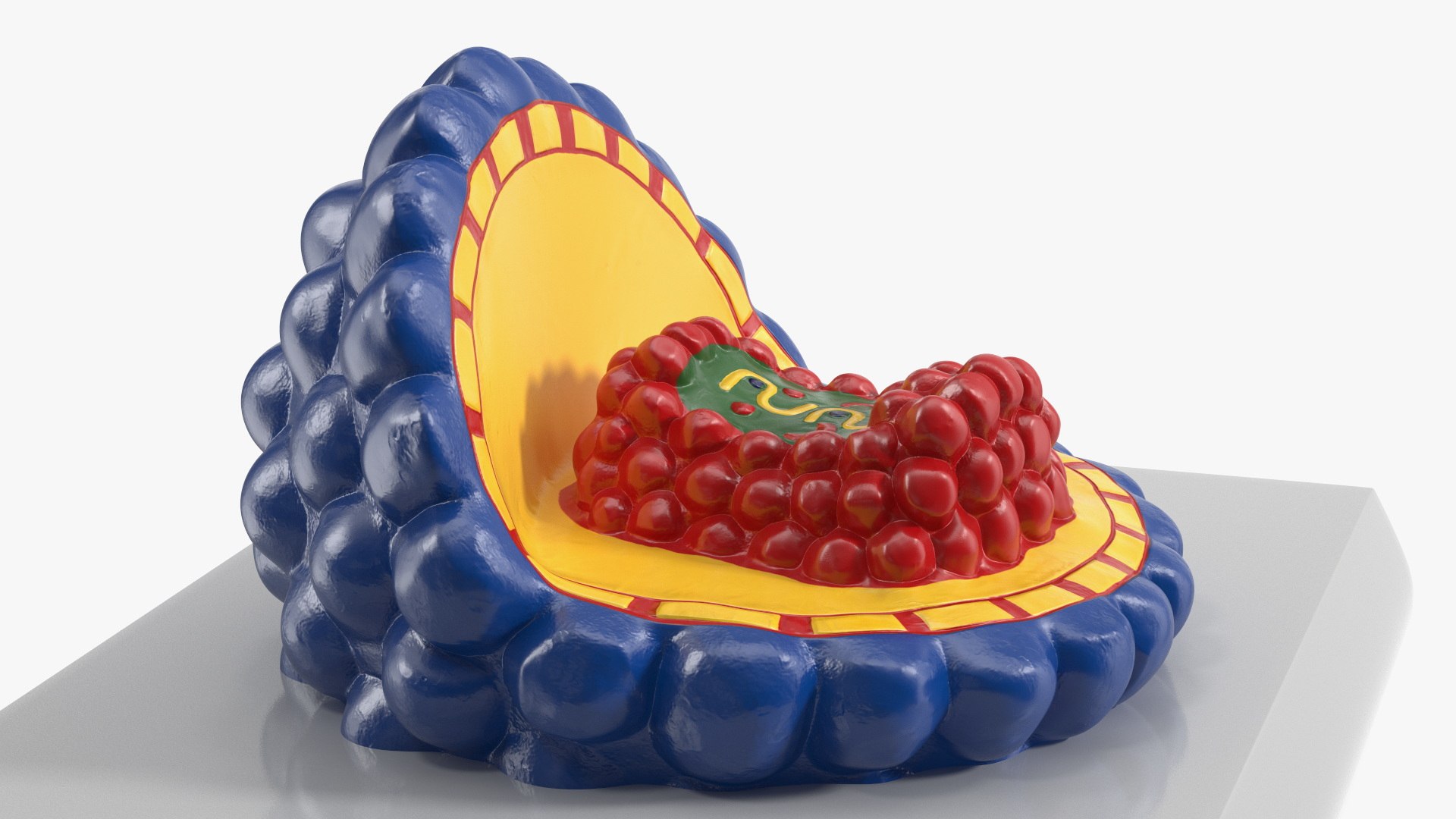 HIV Virus Cross-Section Teaching Model On Base 3D Model - TurboSquid ...