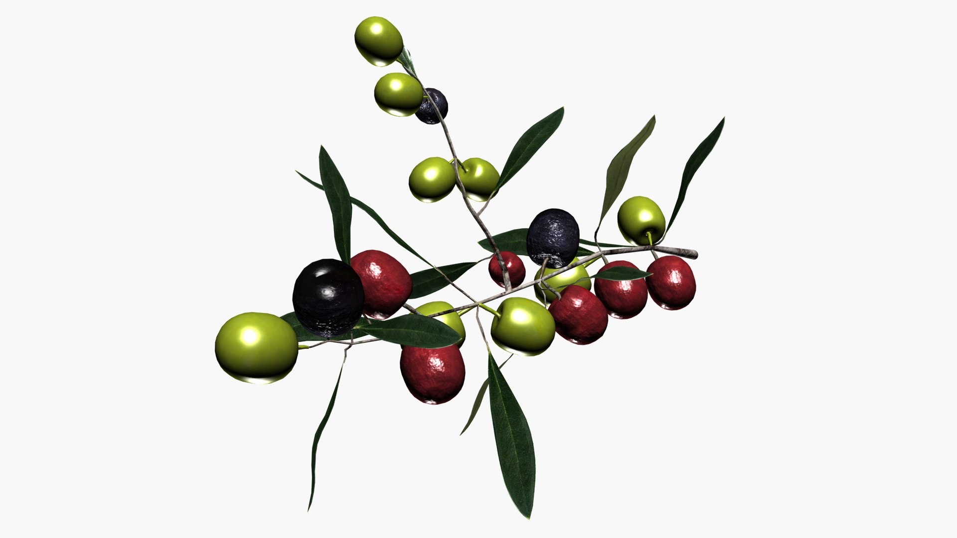 Olive Branch 3D Model - TurboSquid 2208445