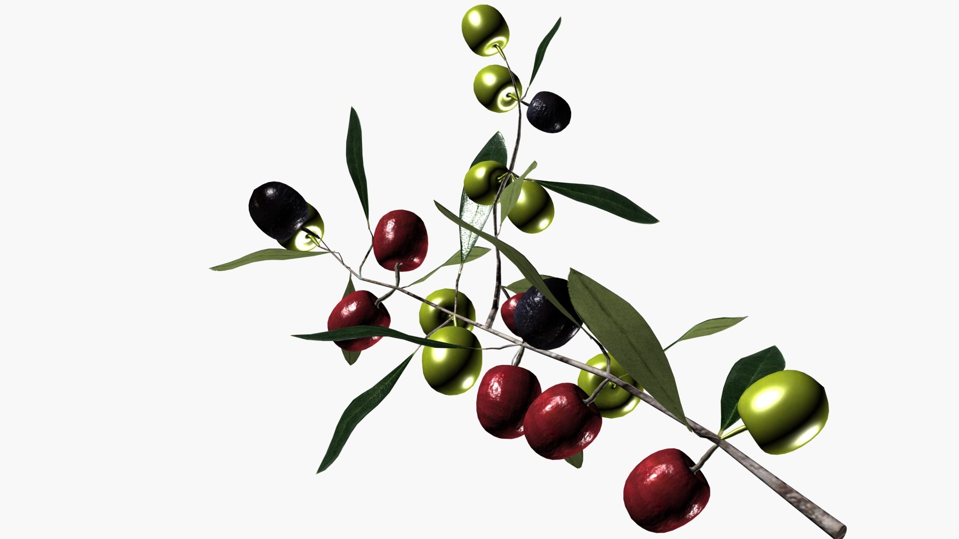 Olive Branch 3D Model - TurboSquid 2208445