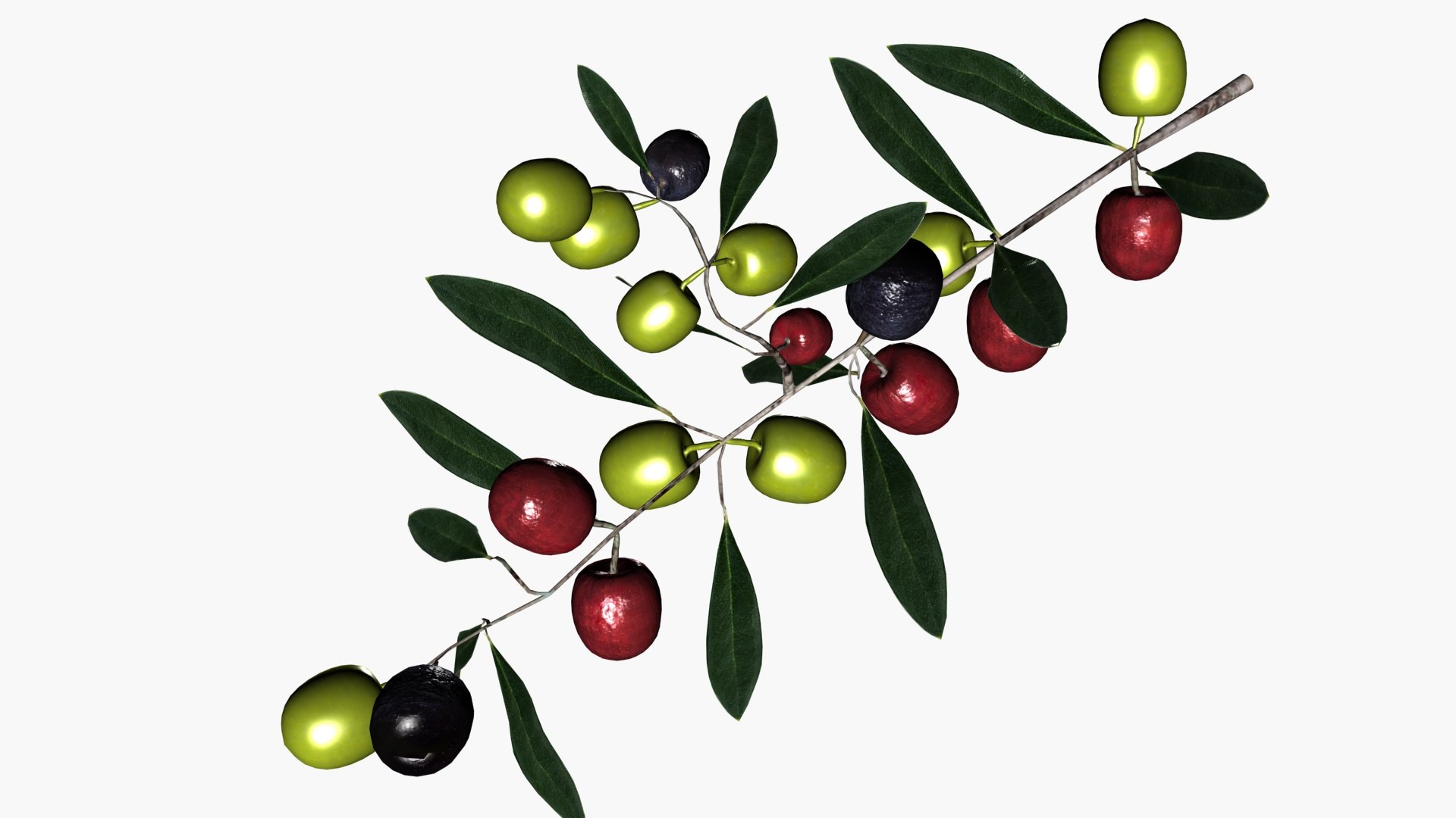 Olive Branch 3D Model - TurboSquid 2208445
