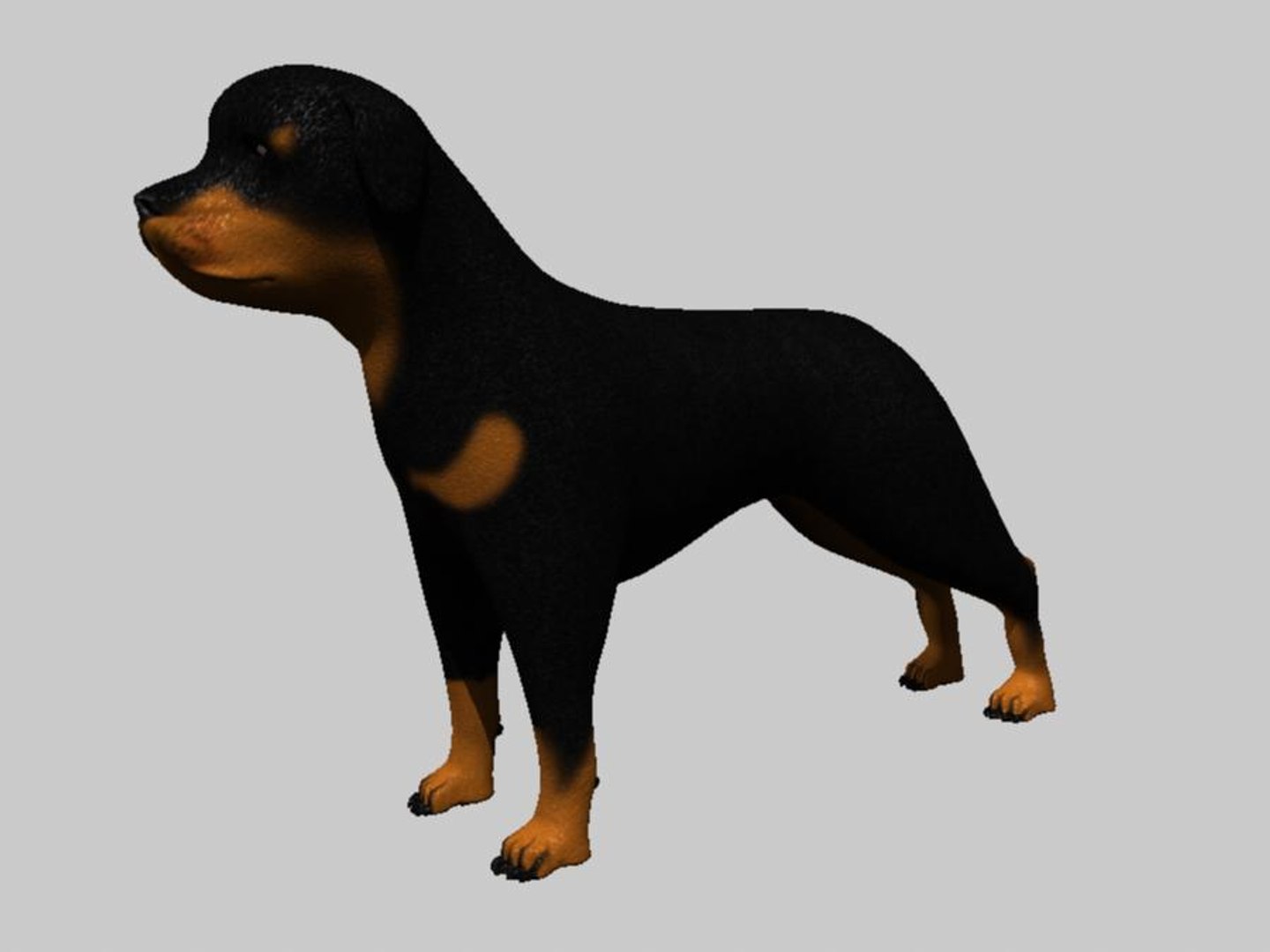 rottweiler 3d model