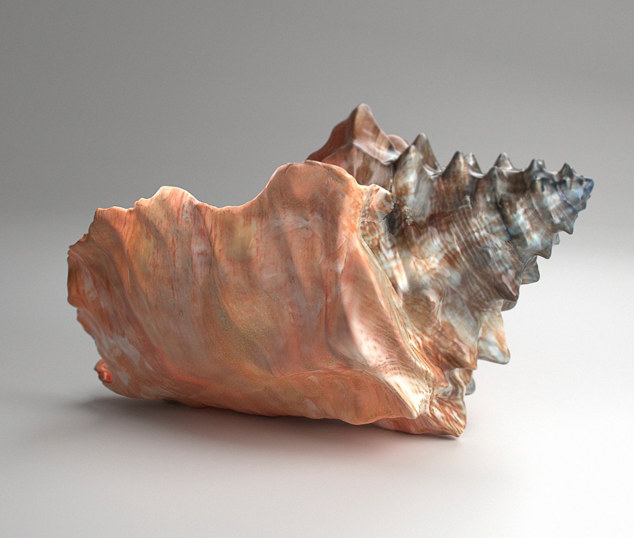 Shell Strombus Modeled Model - TurboSquid 1443812