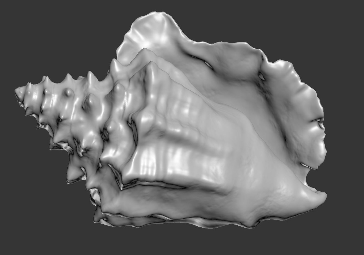 Shell Strombus Modeled Model - TurboSquid 1443812