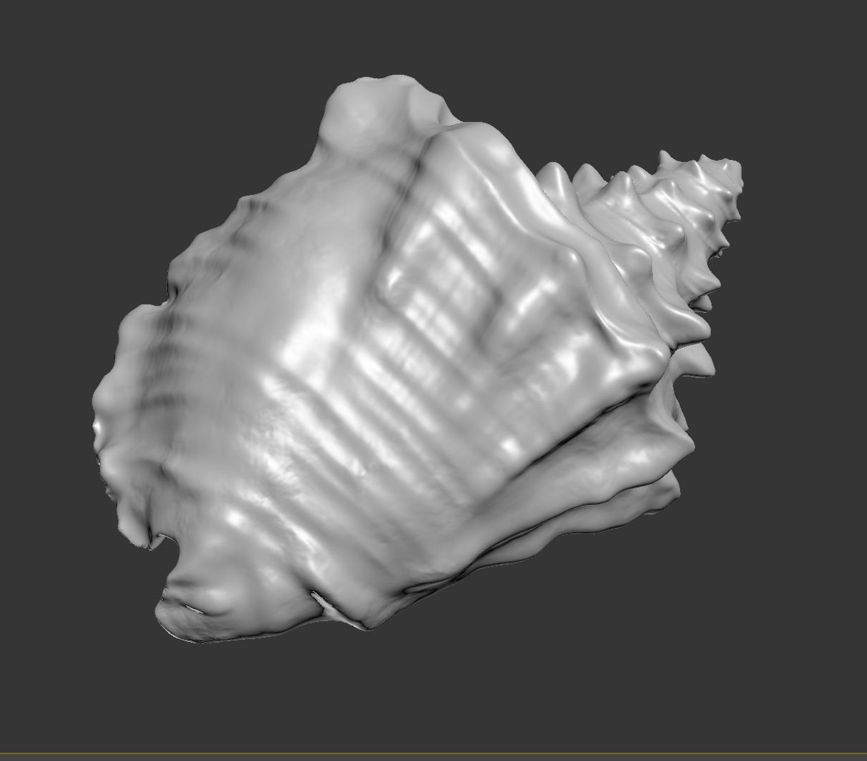 Shell Strombus Modeled Model - TurboSquid 1443812