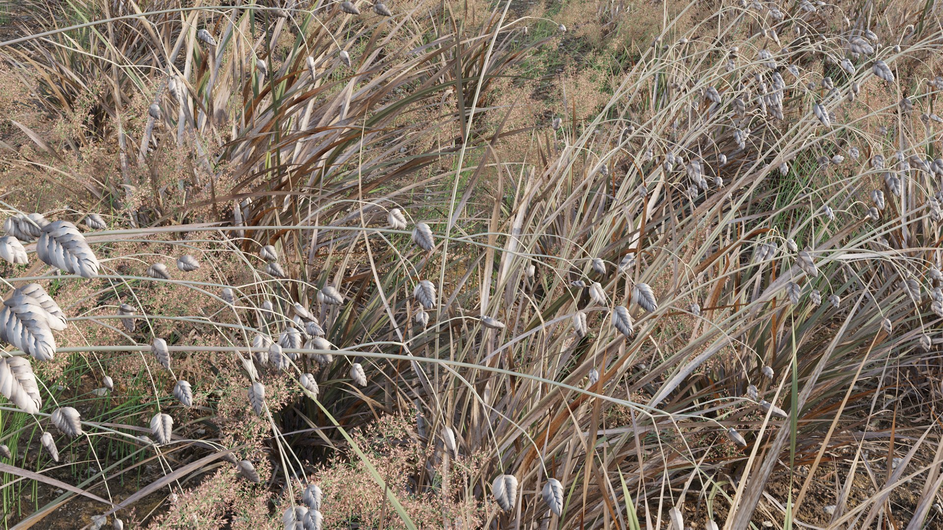 Briza Media - Quaking Grass 04 3D Model - TurboSquid 1974344