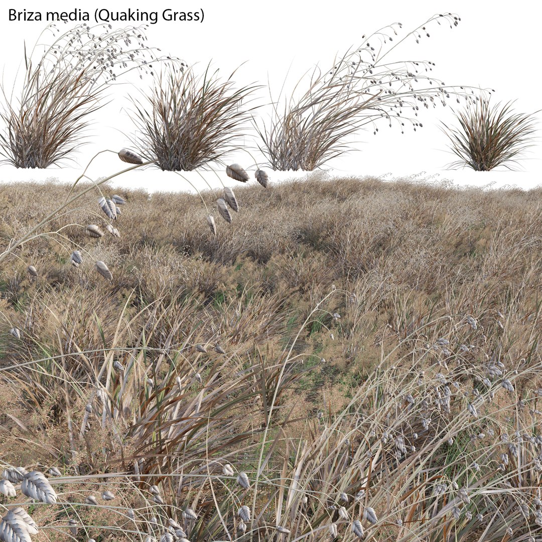 Briza Media - Quaking Grass 04 3D Model - TurboSquid 1974344