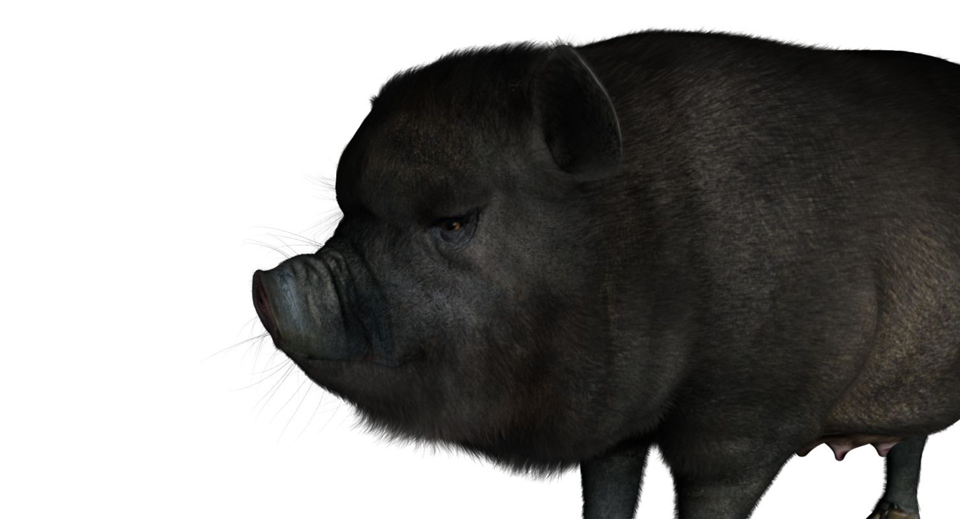 Pig Model - TurboSquid 1436206