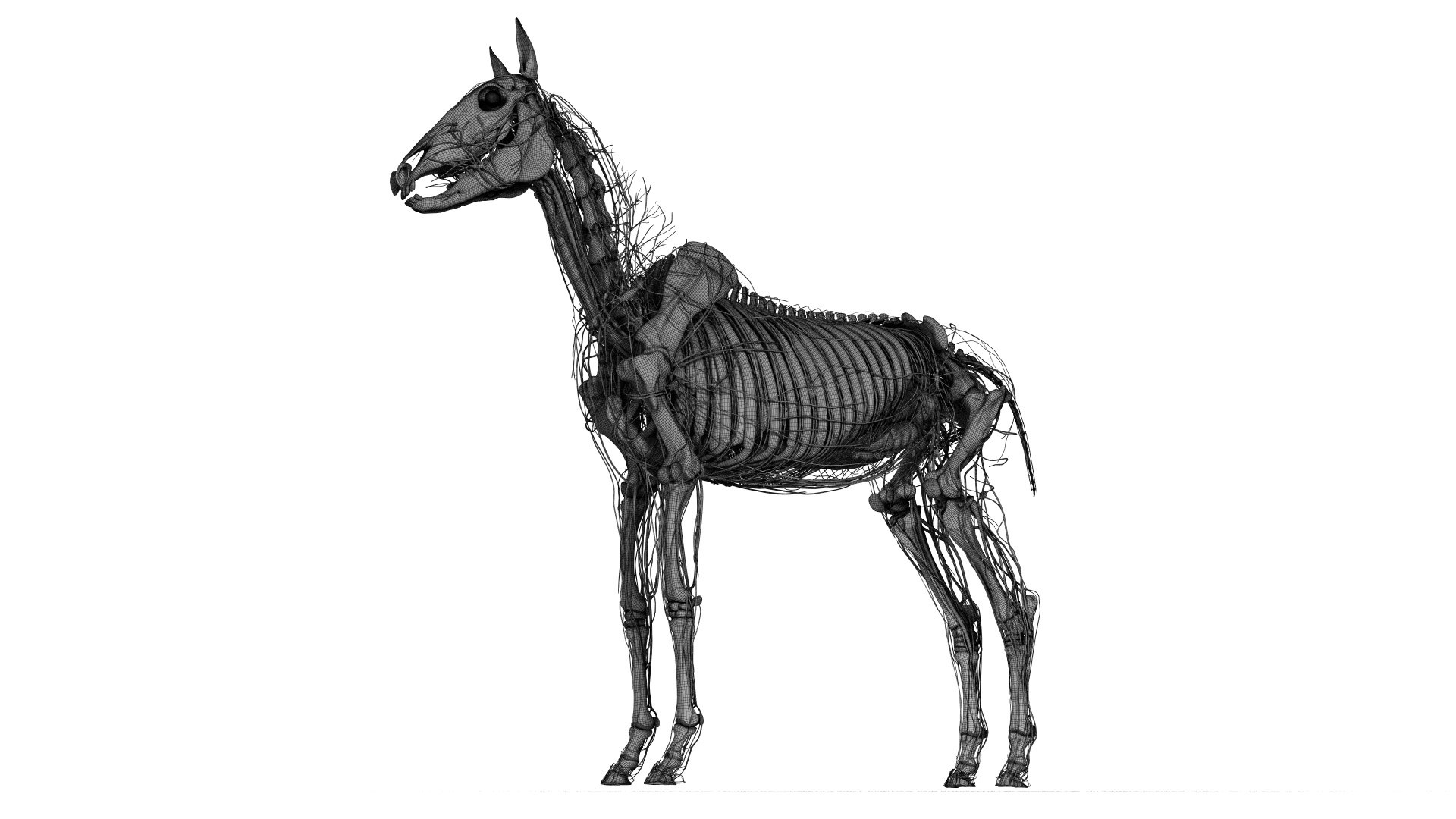 Full Horse Anatomy Static model - TurboSquid 1933397