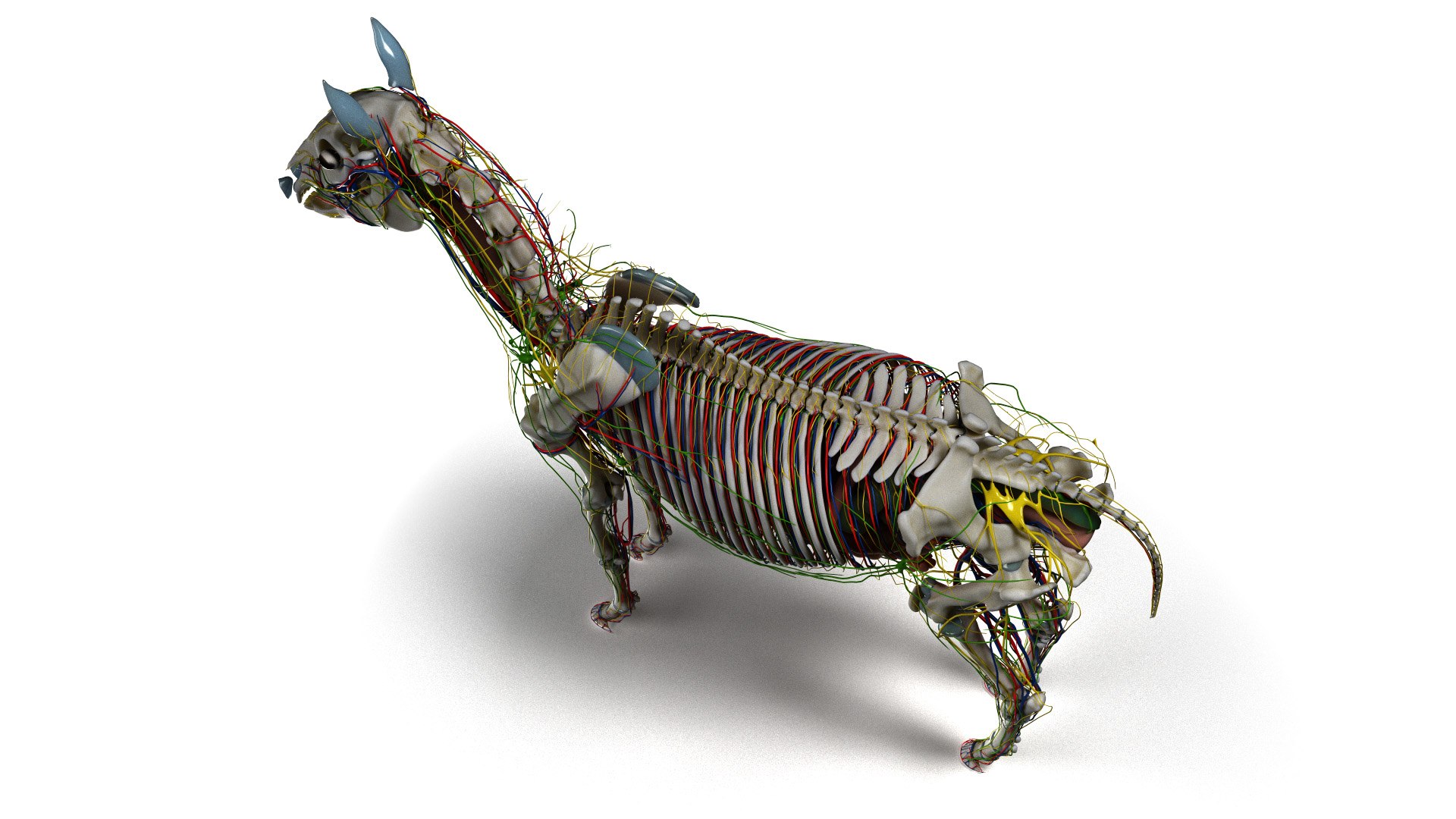 Full Horse Anatomy Static model - TurboSquid 1933397