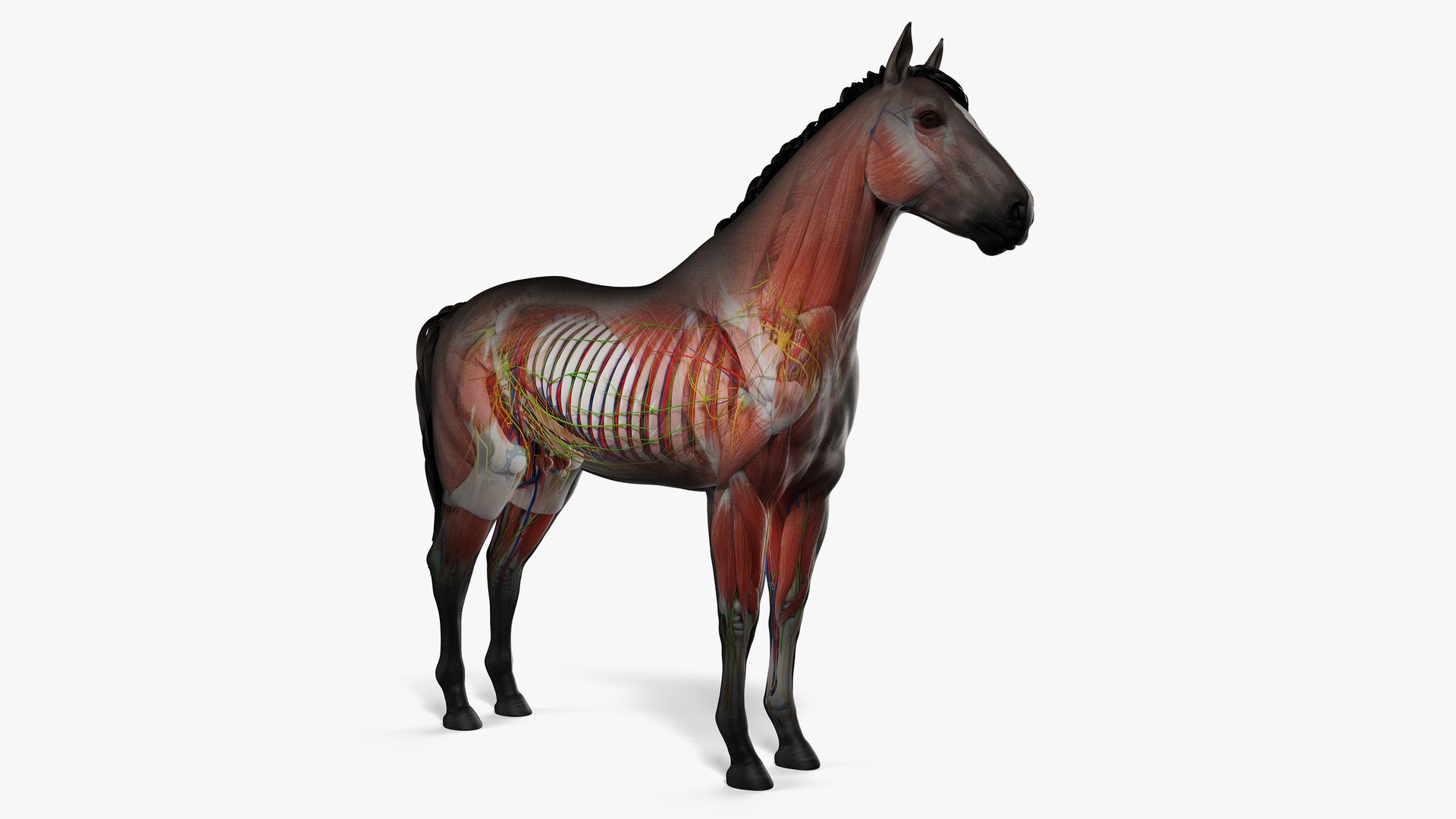 Full Horse Anatomy Static model - TurboSquid 1933397