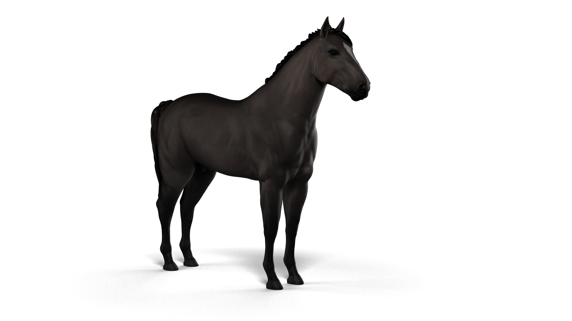 Female Horse Anatomy