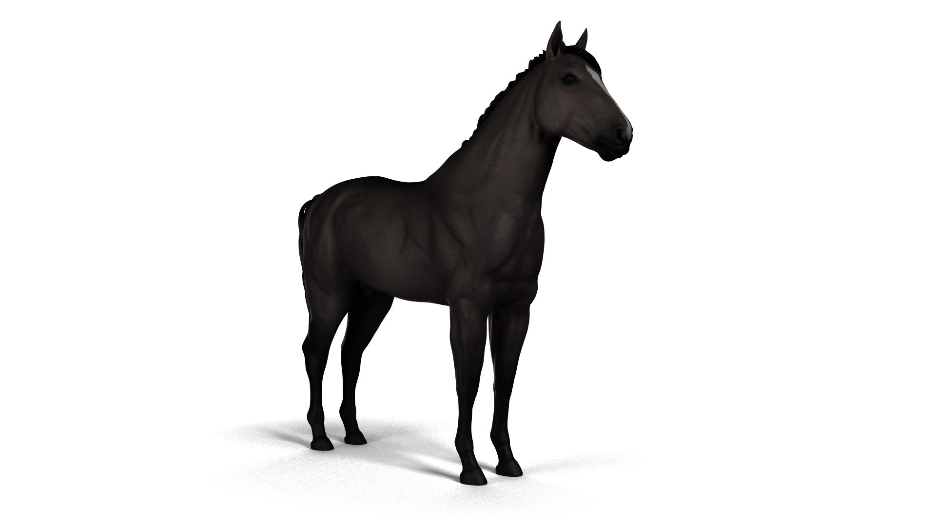 Full Horse Anatomy Static model - TurboSquid 1933397