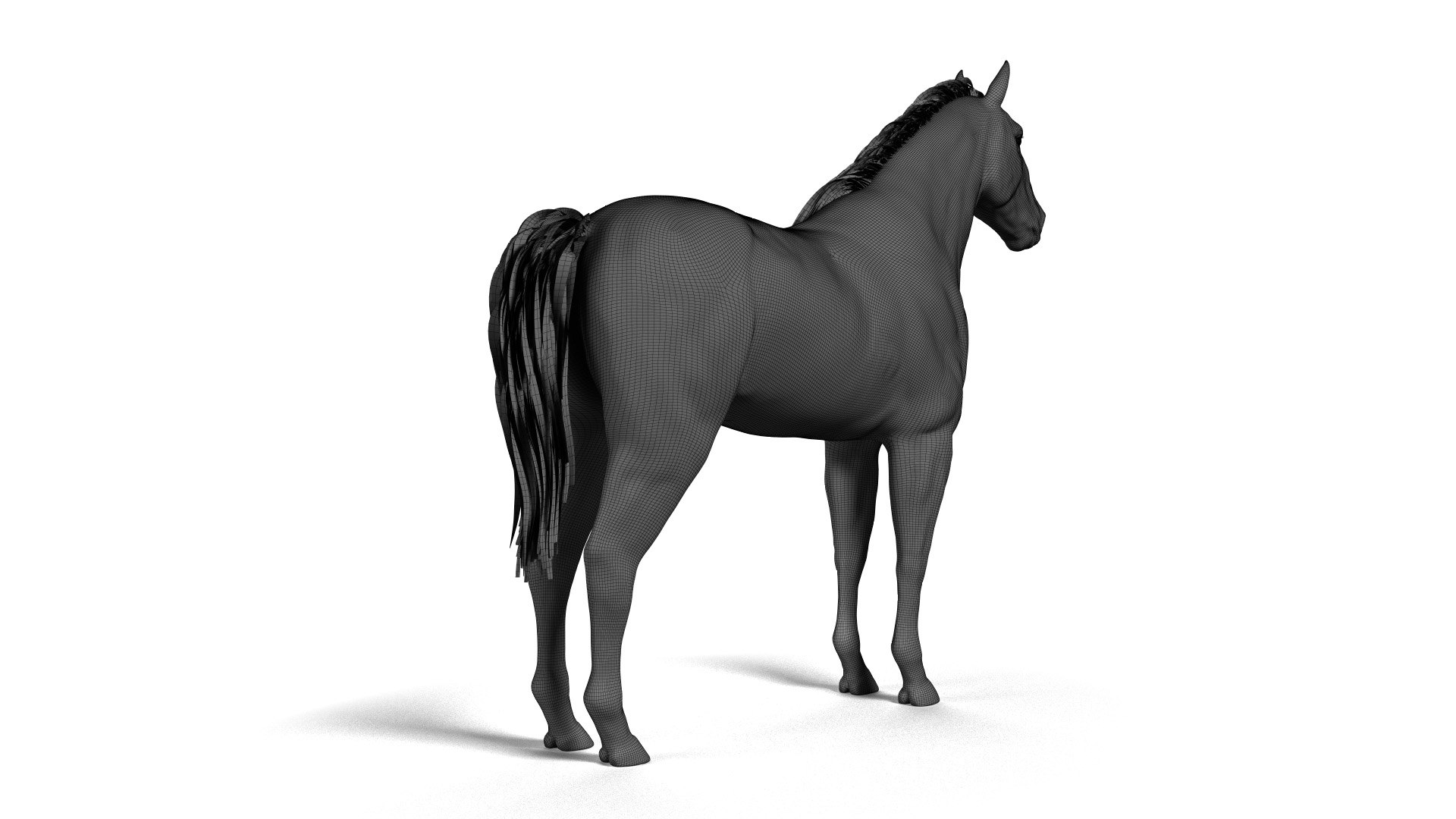 Full Horse Anatomy Static model - TurboSquid 1933397