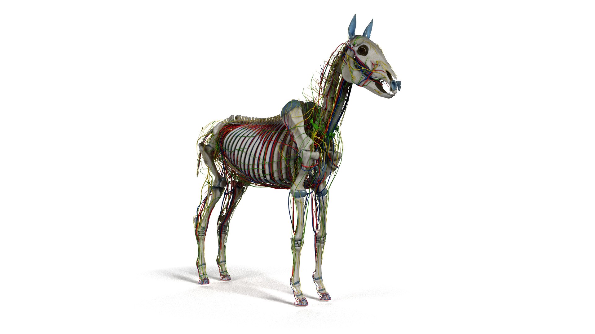 Full Horse Anatomy Static model - TurboSquid 1933397