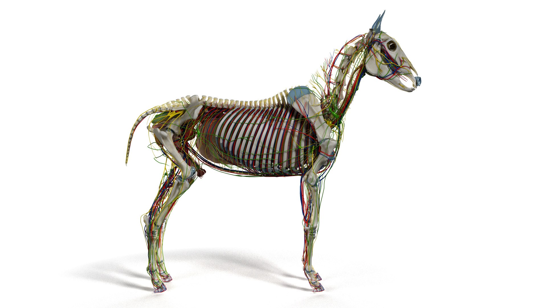 Full Horse Anatomy Static model - TurboSquid 1933397