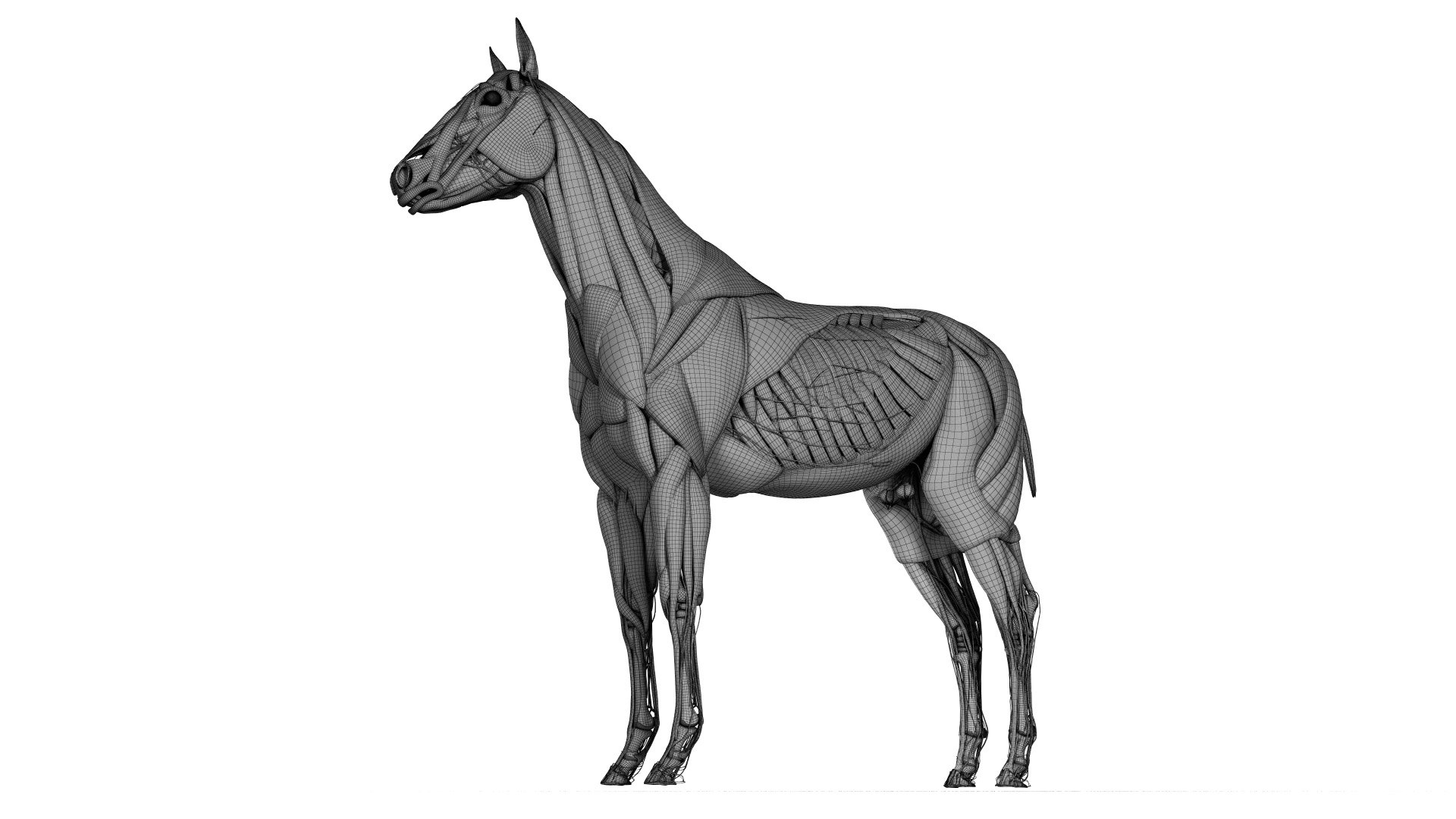 Full Horse Anatomy Static model - TurboSquid 1933397