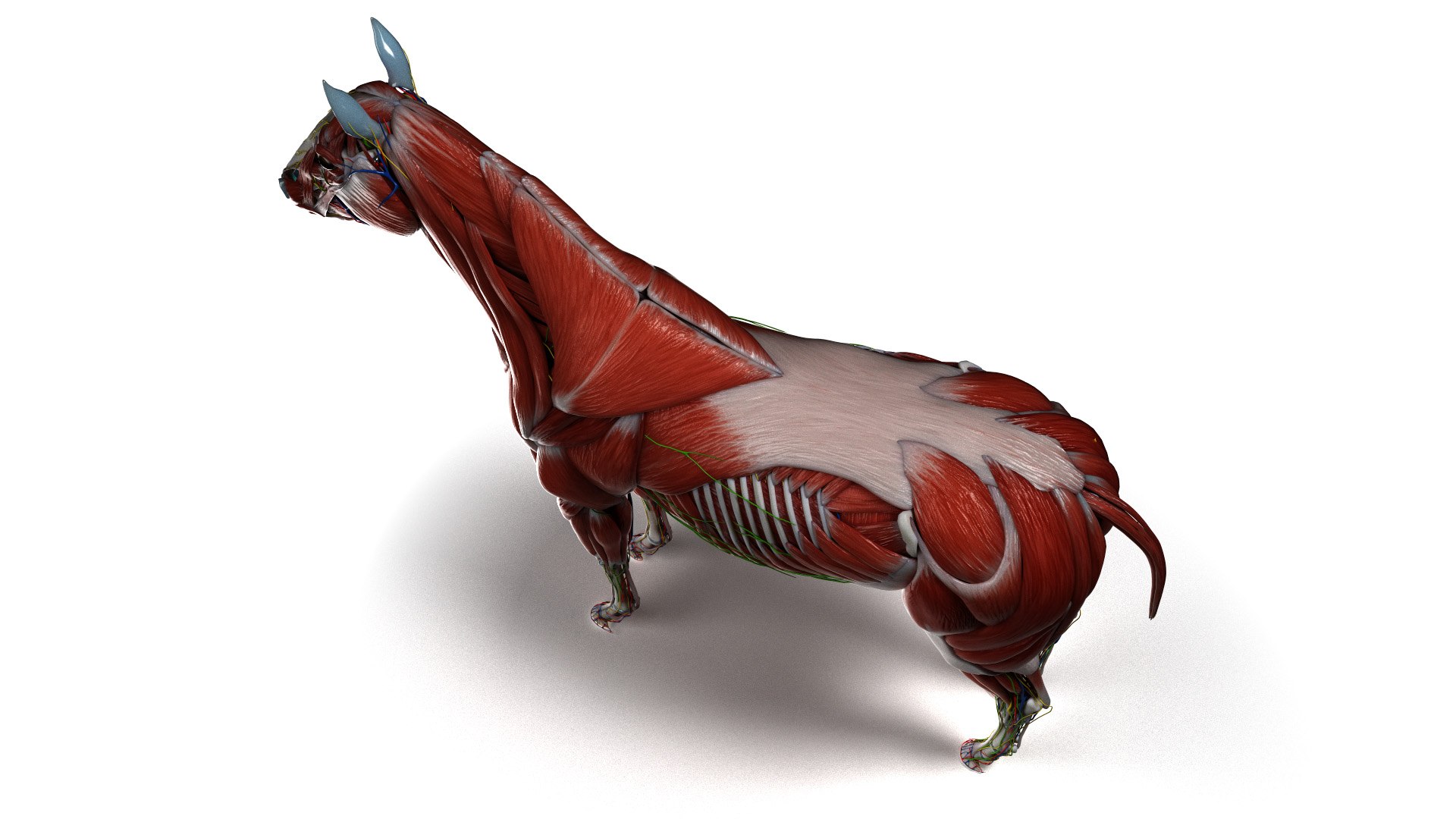 Full Horse Anatomy Static model - TurboSquid 1933397