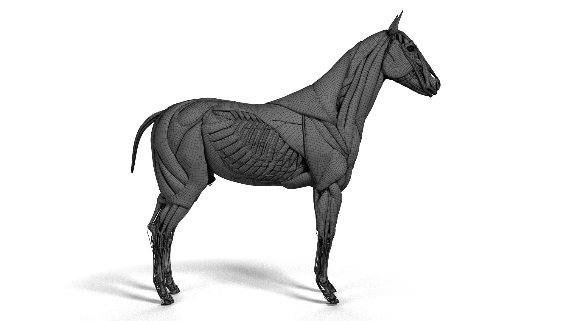 Full Horse Anatomy Static model - TurboSquid 1933397