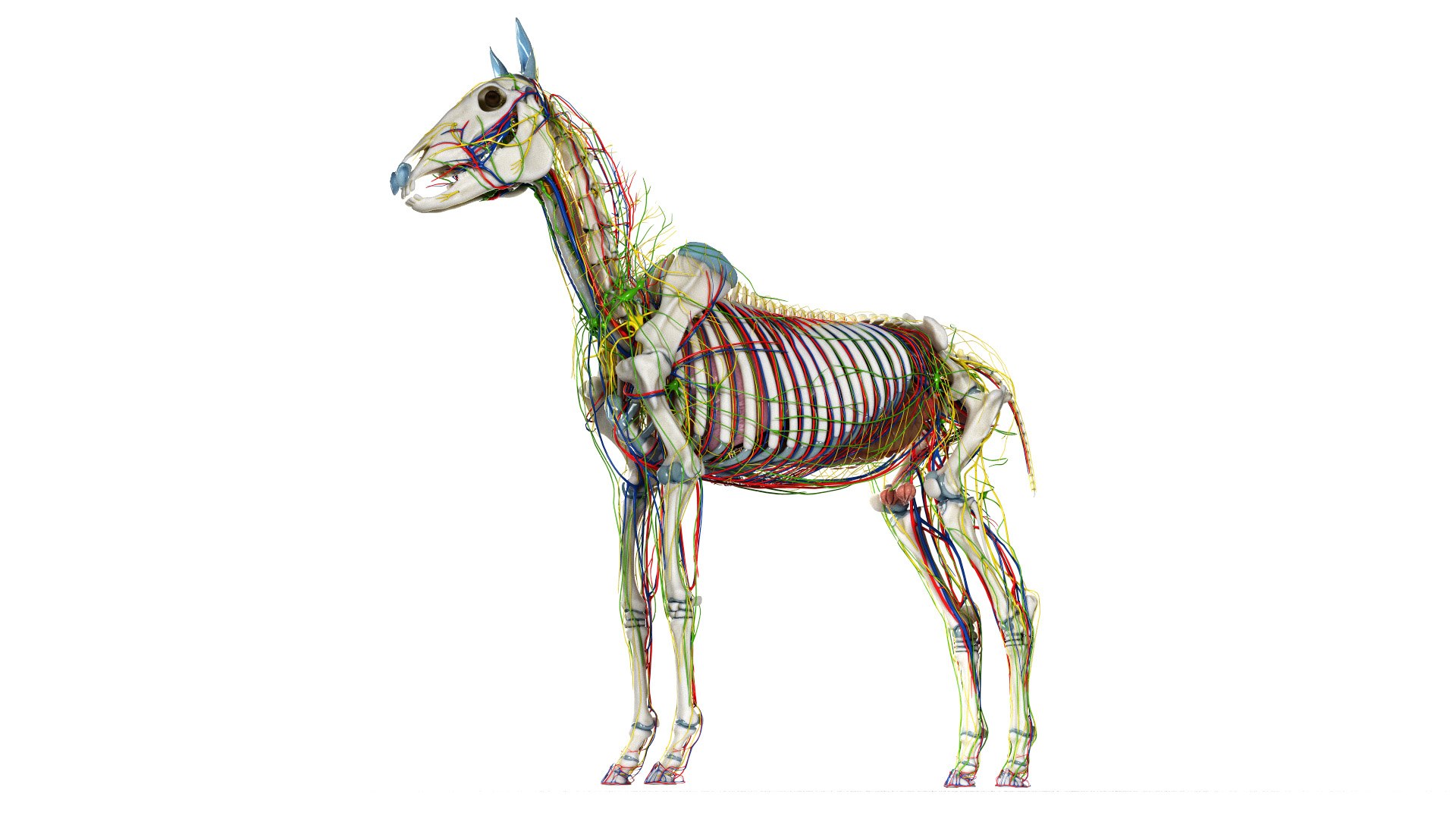 Full Horse Anatomy Static model - TurboSquid 1933397