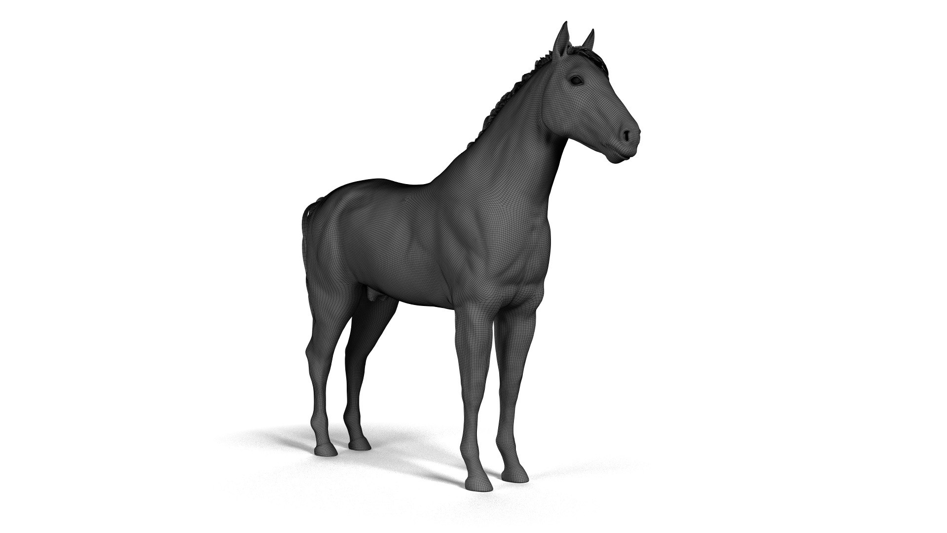 Full Horse Anatomy Static model - TurboSquid 1933397