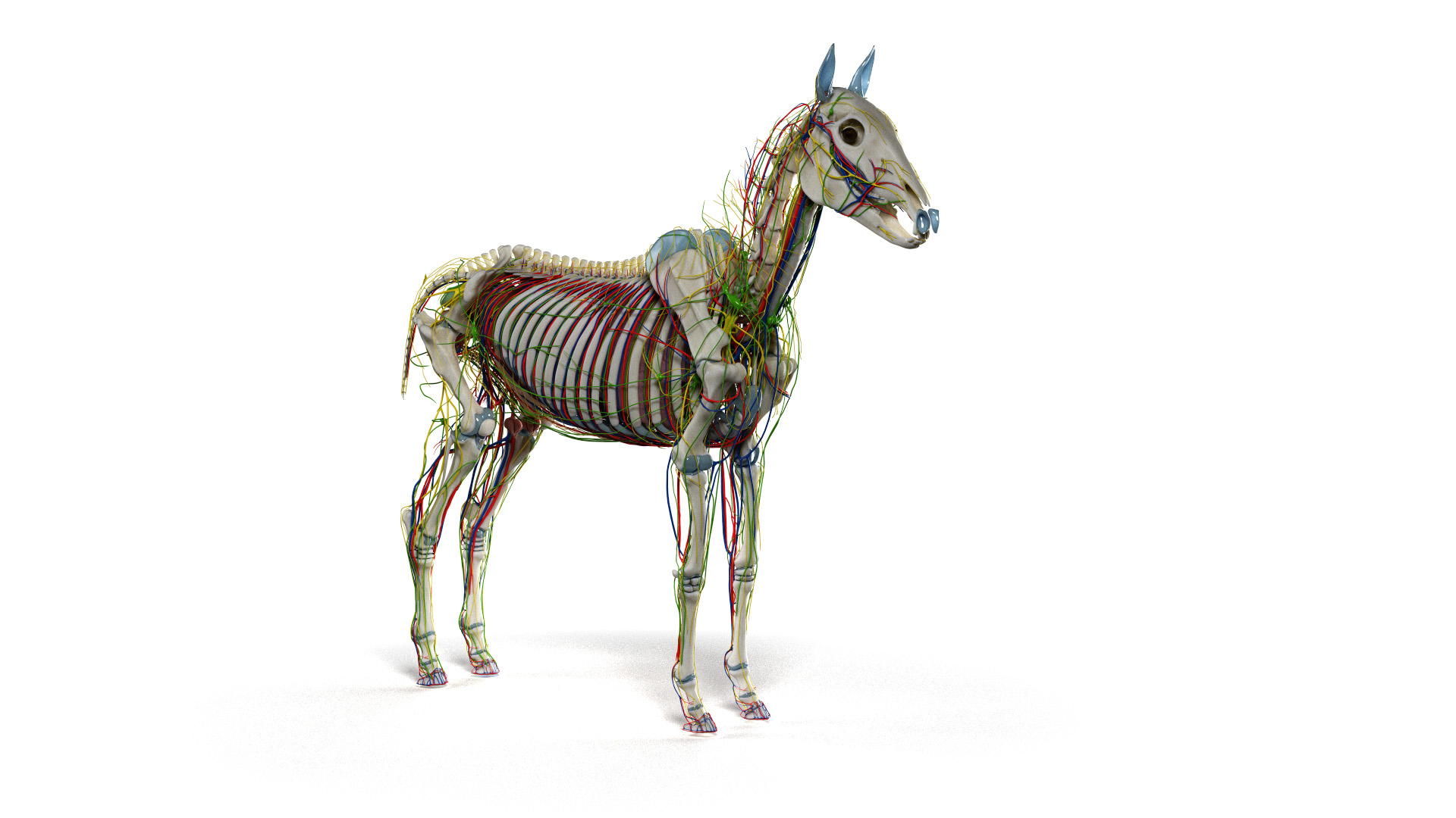 Full Horse Anatomy Static Model - TurboSquid 1933397