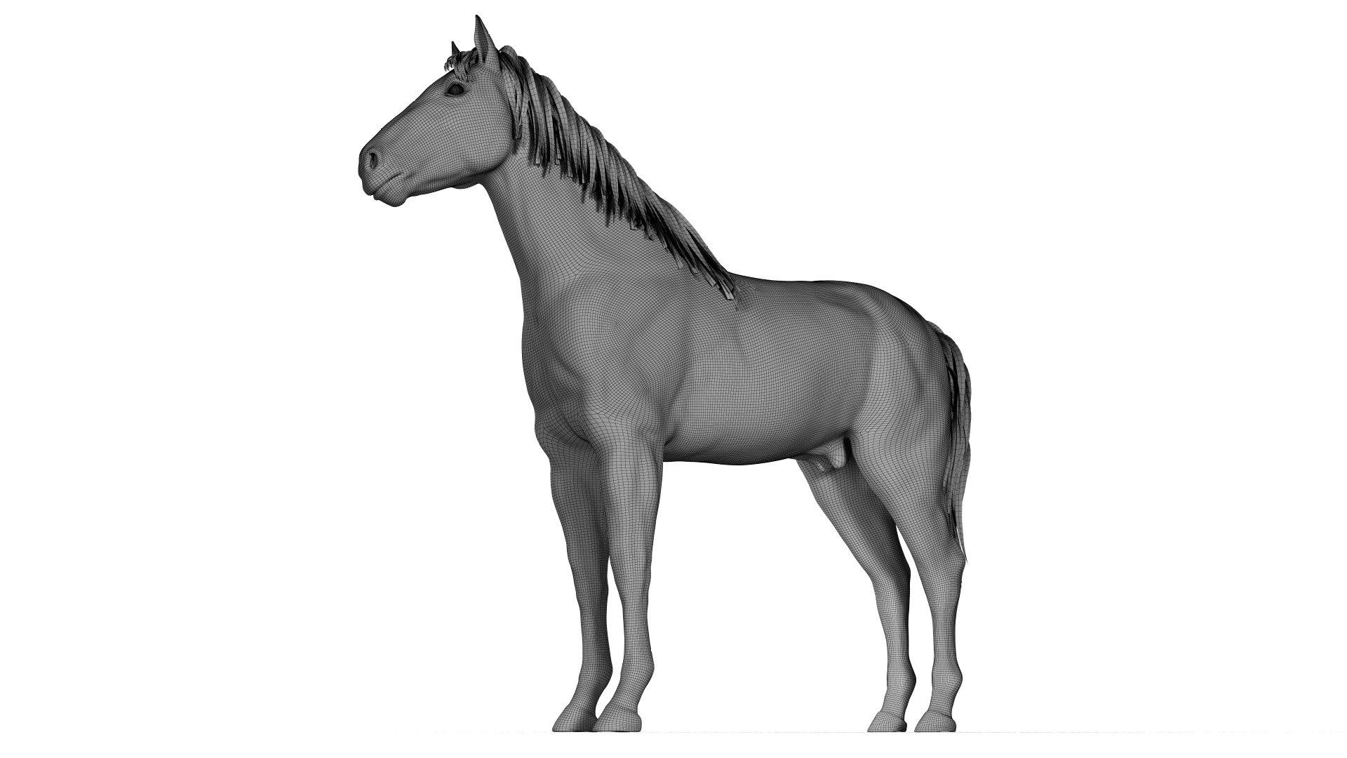 Full Horse Anatomy Static model - TurboSquid 1933397