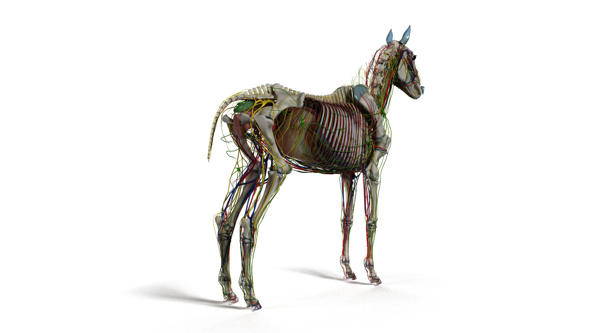Full Horse Anatomy Static model - TurboSquid 1933397