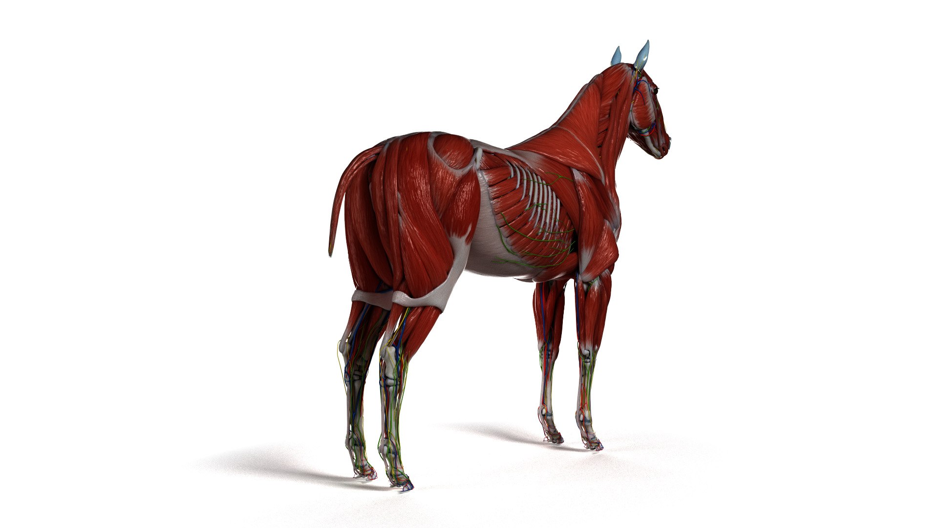 Full Horse Anatomy Static model - TurboSquid 1933397