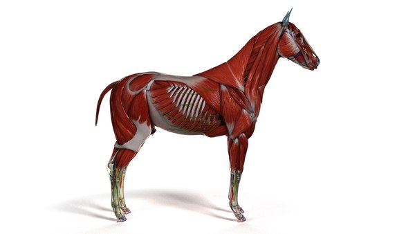 Full Horse Anatomy Static model - TurboSquid 1933397