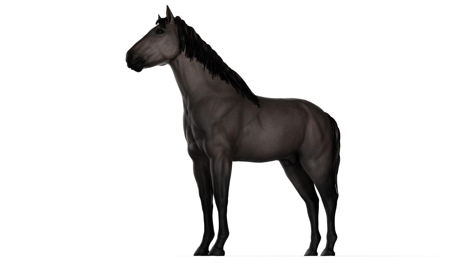 Full Horse Anatomy Static model - TurboSquid 1933397