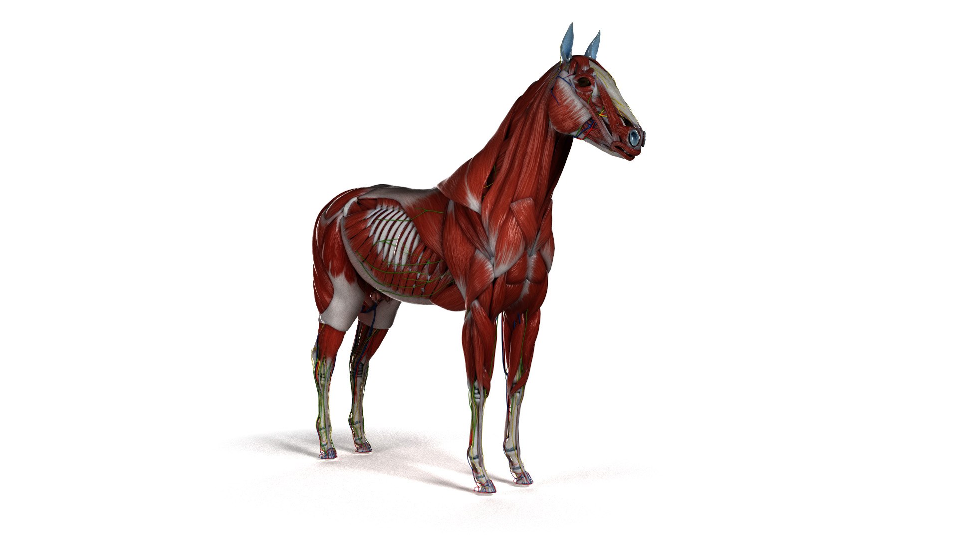 Full Horse Anatomy Static model - TurboSquid 1933397