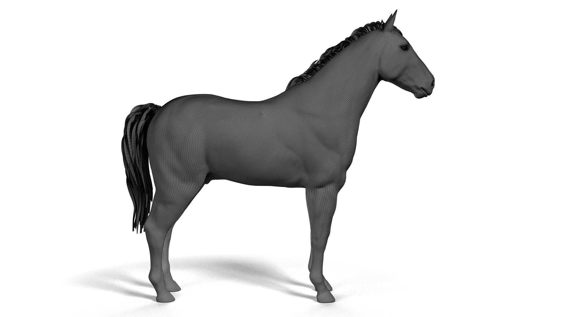 Full Horse Anatomy Static model - TurboSquid 1933397