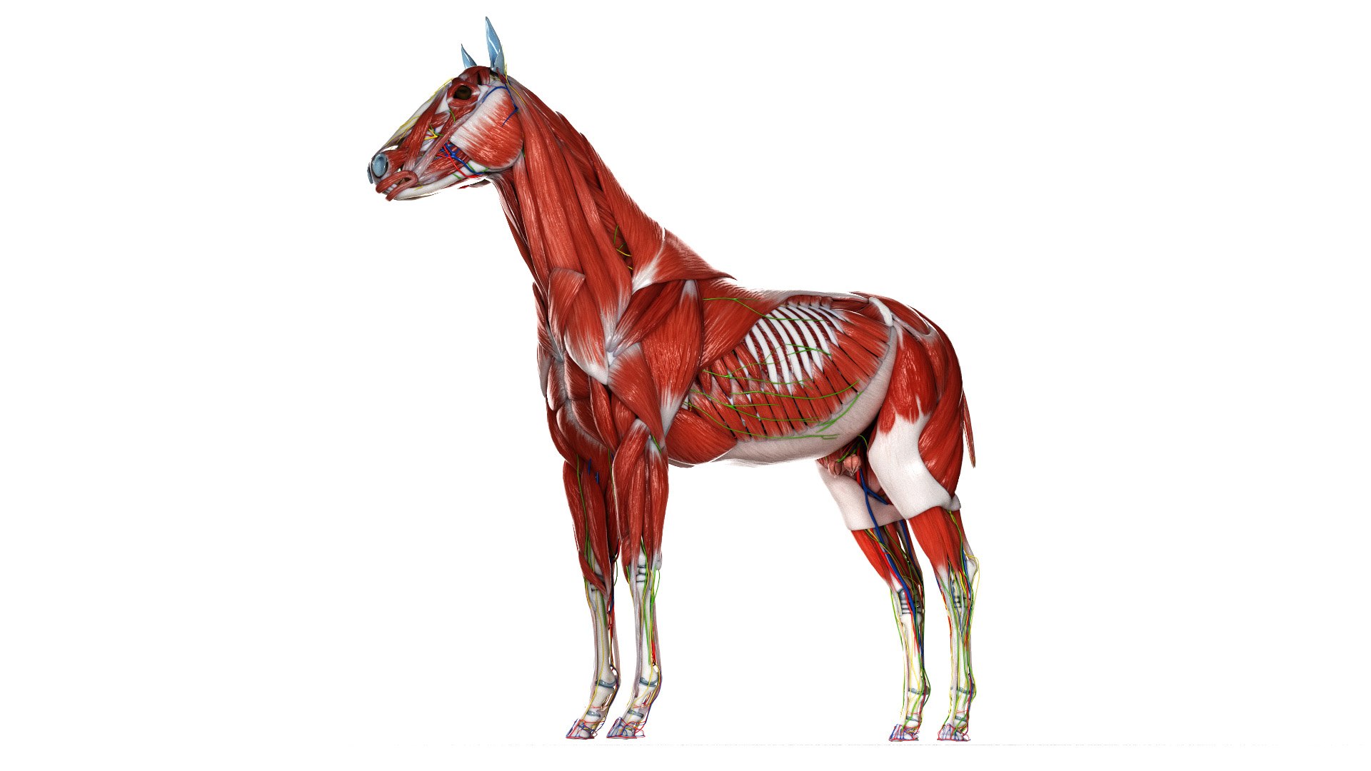 Full Horse Anatomy Static model - TurboSquid 1933397
