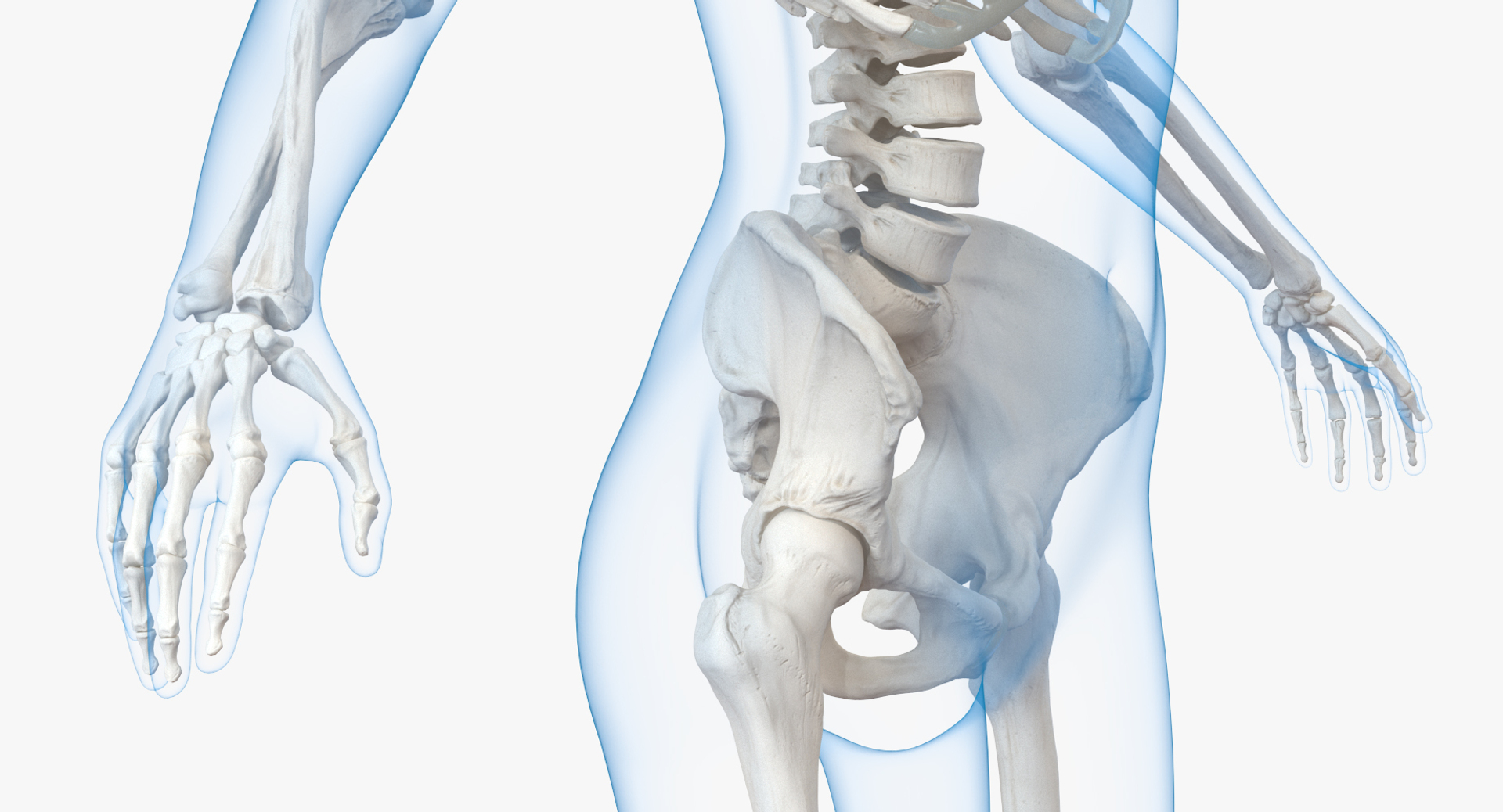 3D female anatomy model - TurboSquid 1275076