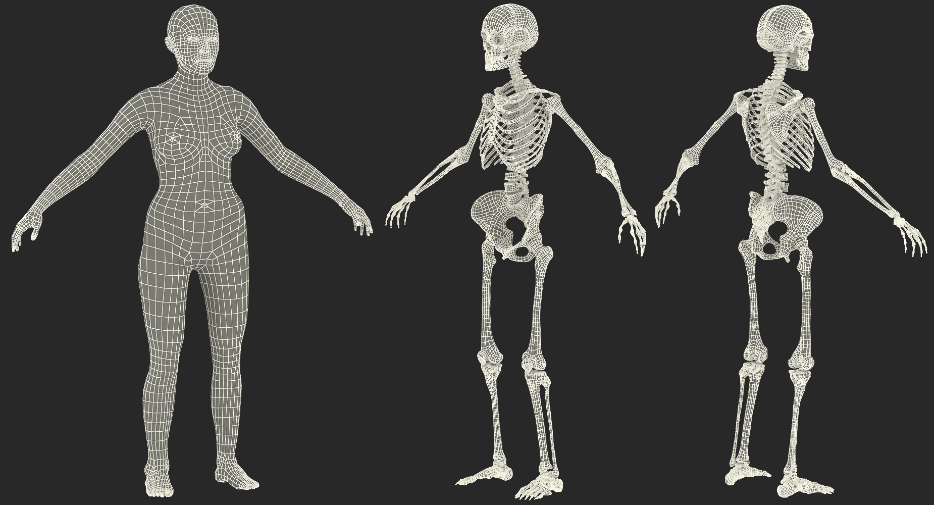 3D female anatomy model - TurboSquid 1275076
