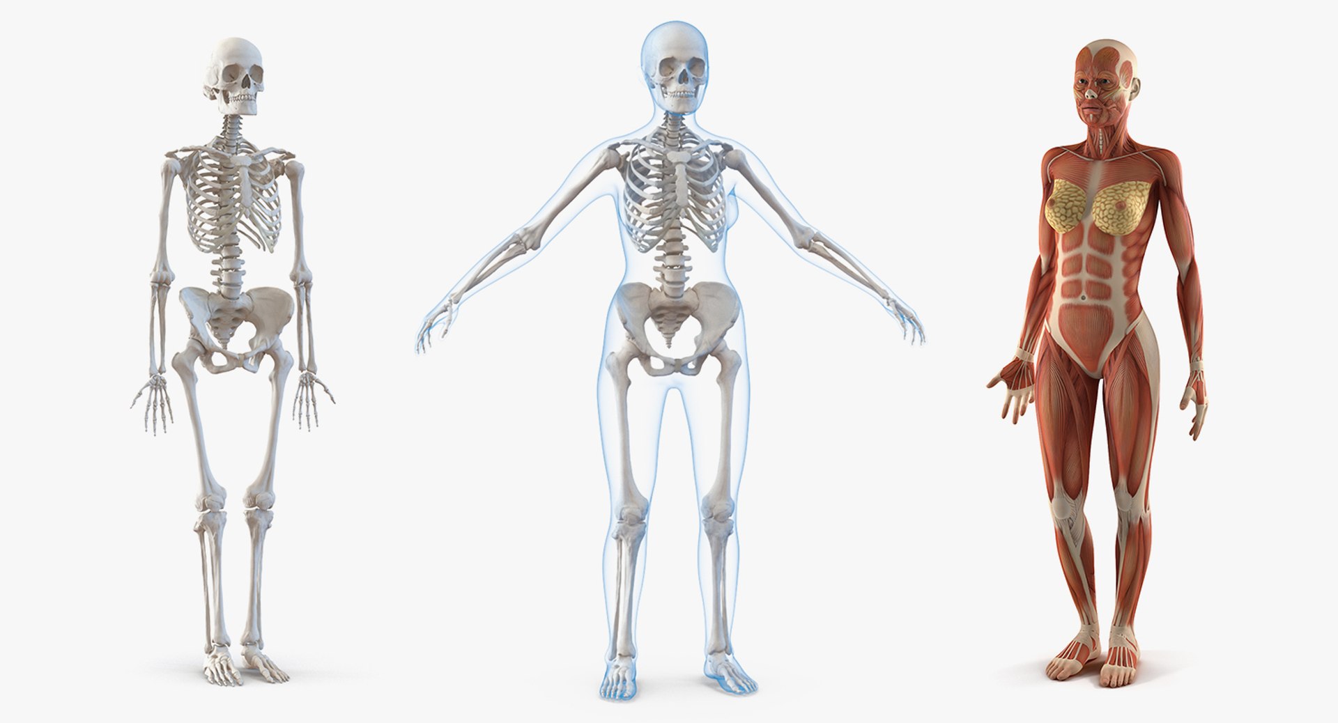 3D Female Anatomy Model - TurboSquid 1275076