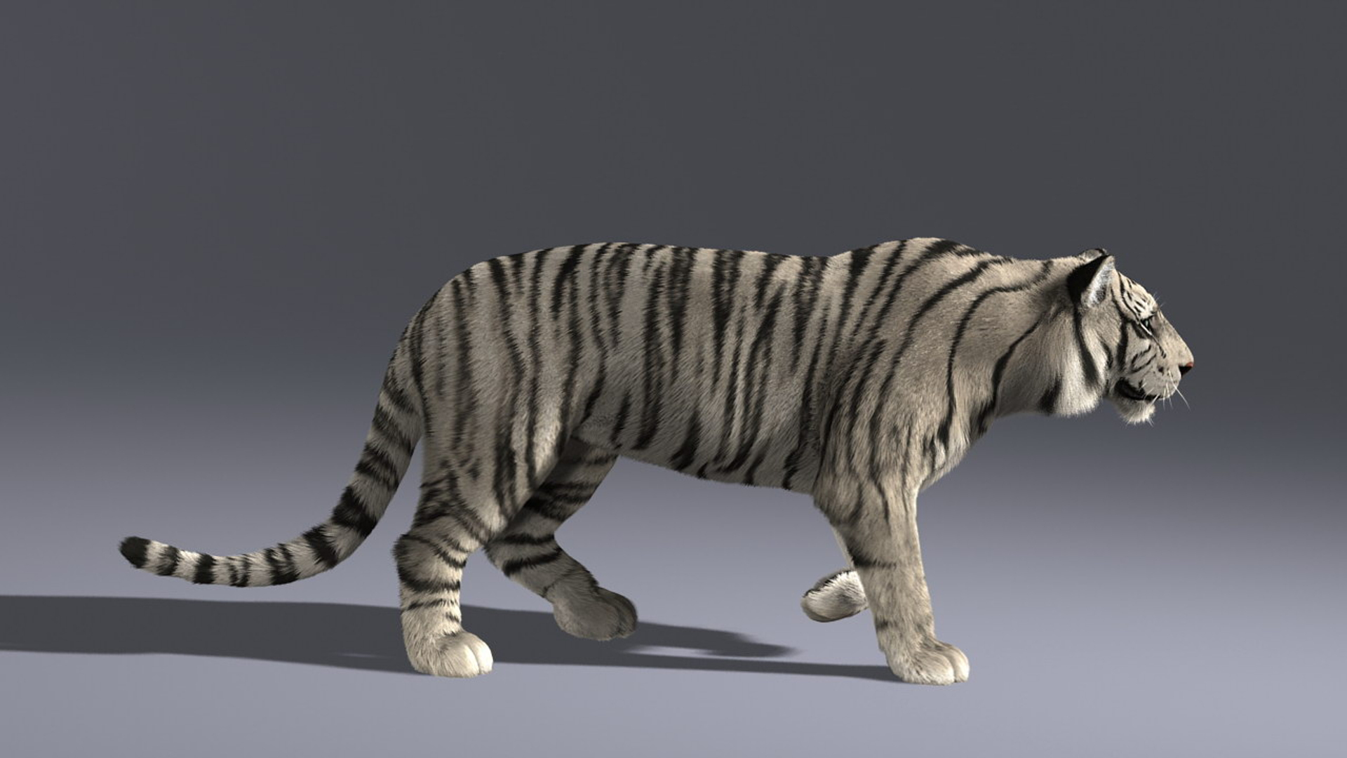 Maya Tigers 2 Fur