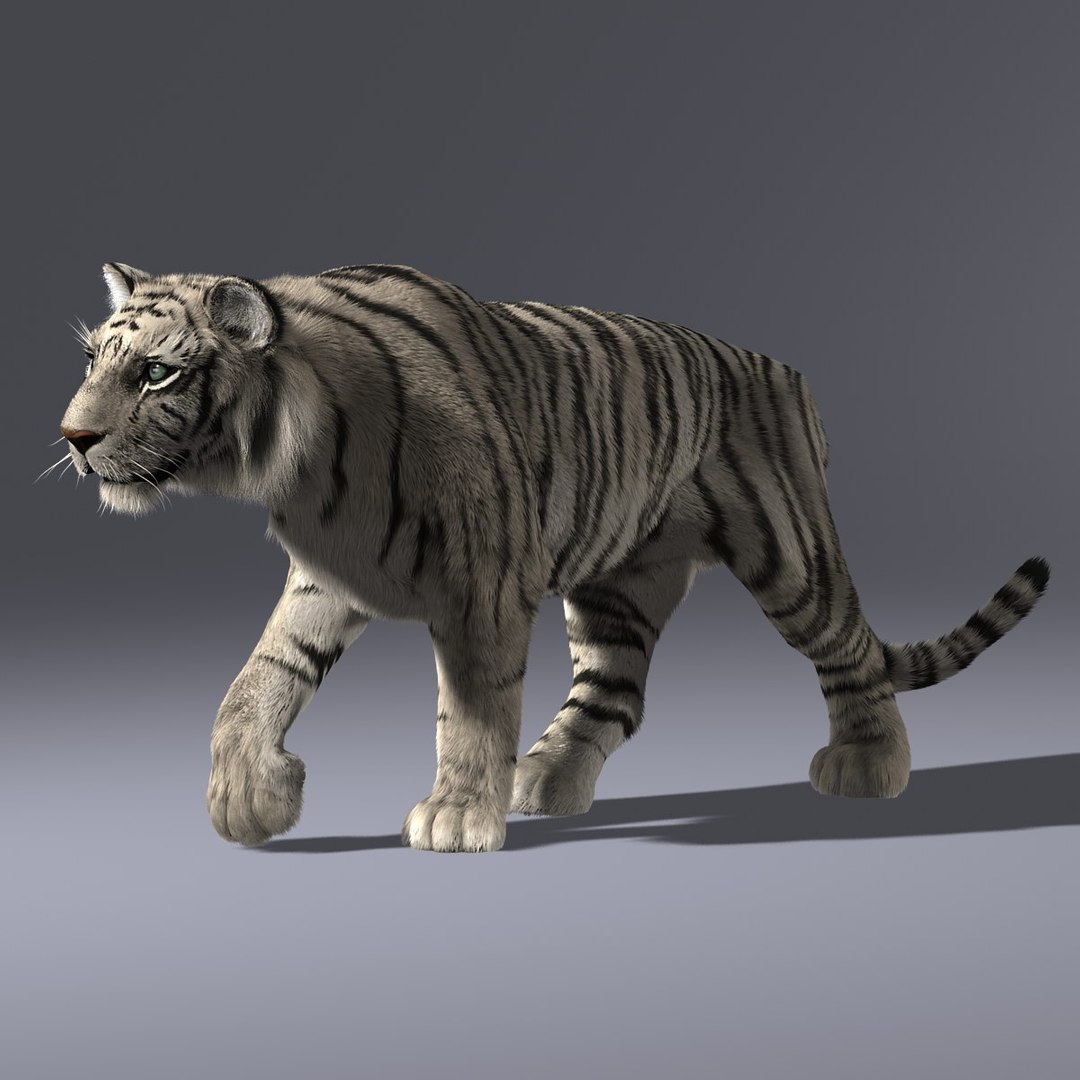 Maya Tigers 2 Fur