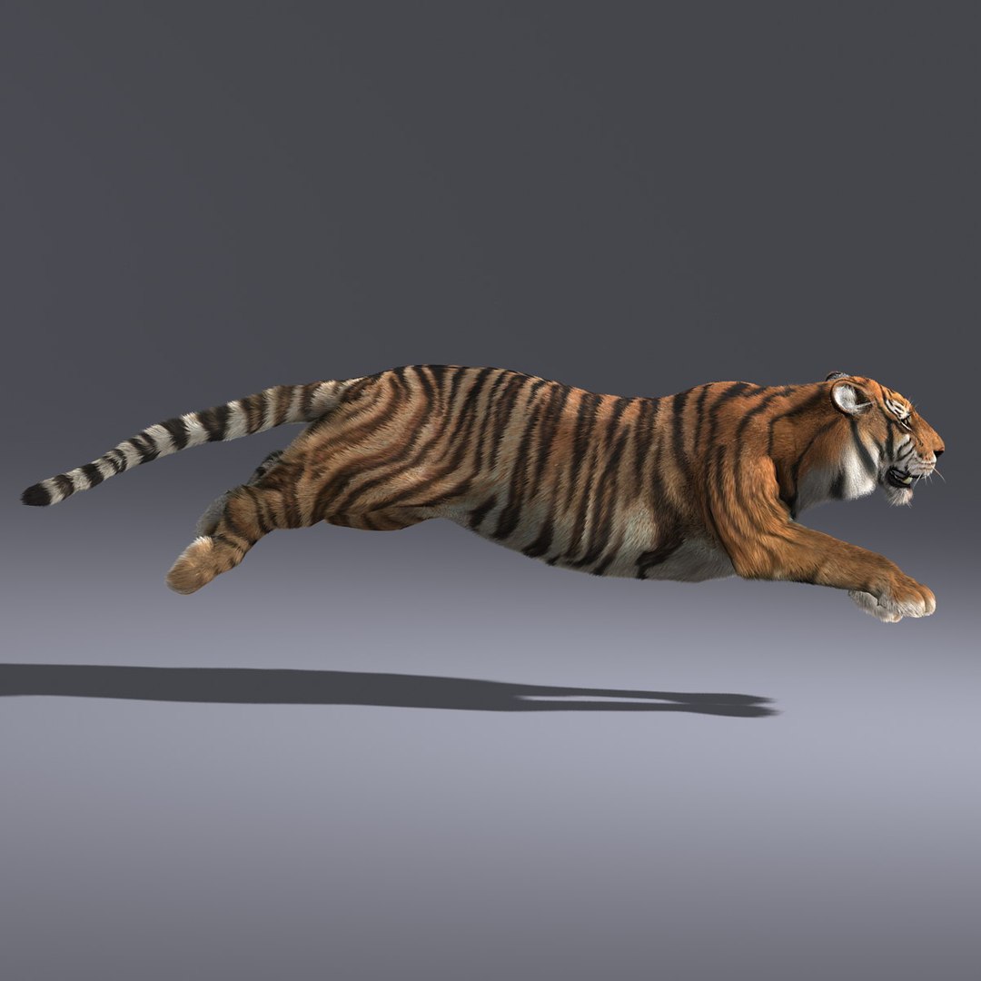 Maya Tigers 2 Fur