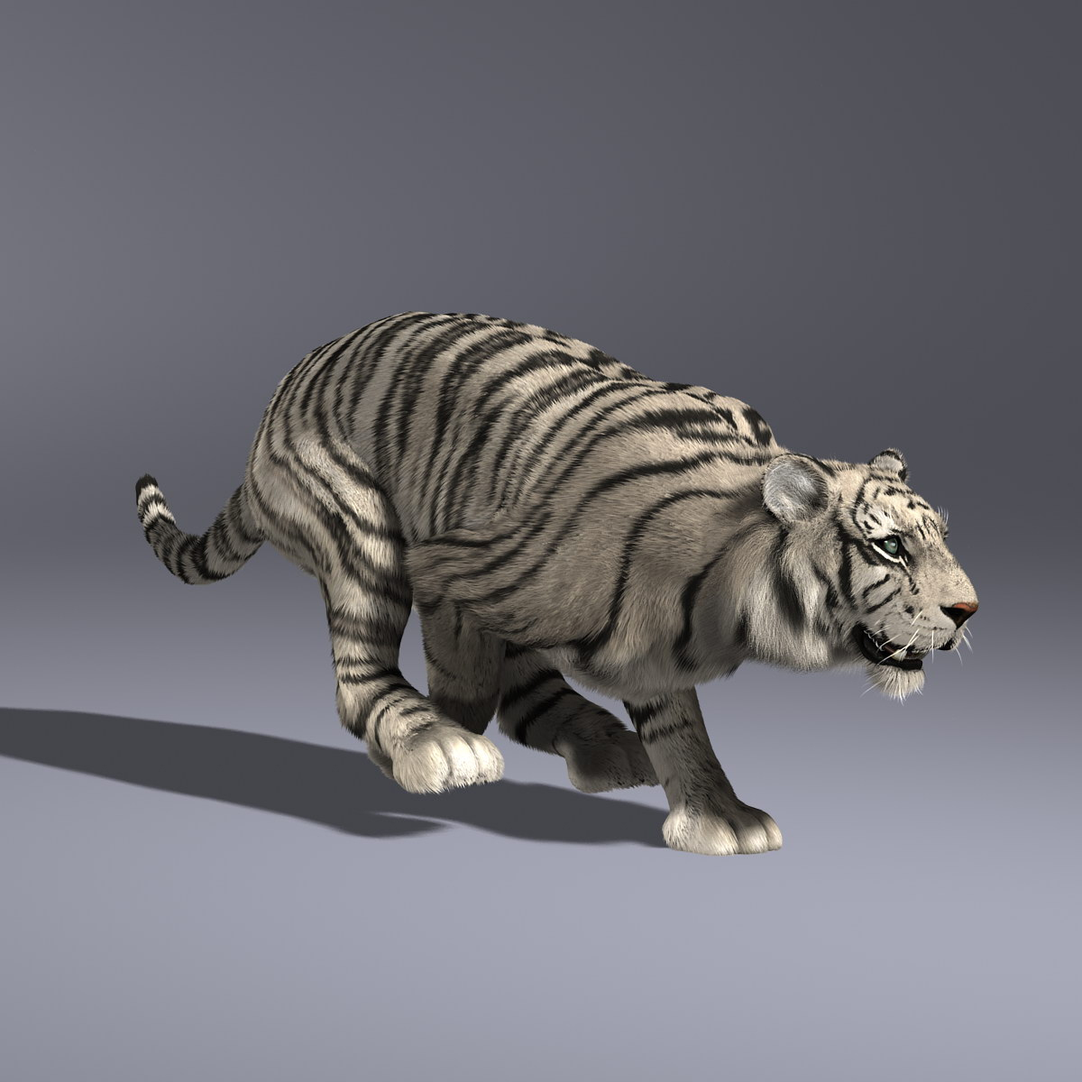 maya tigers 2 fur