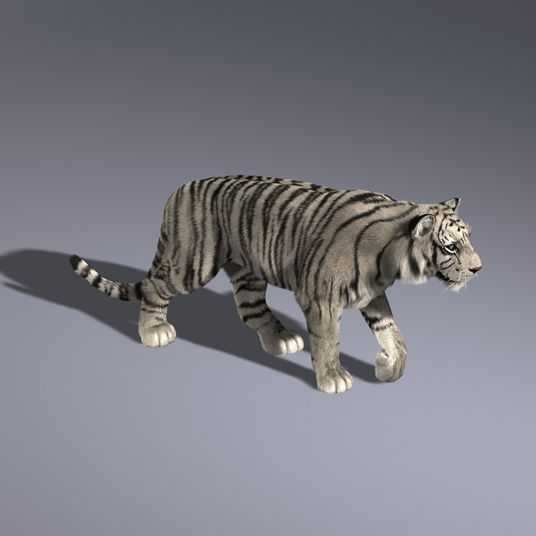 Maya Tigers 2 Fur