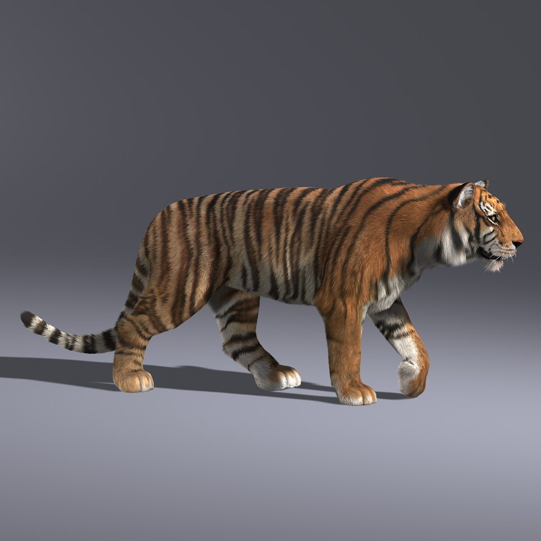 Maya Tigers 2 Fur