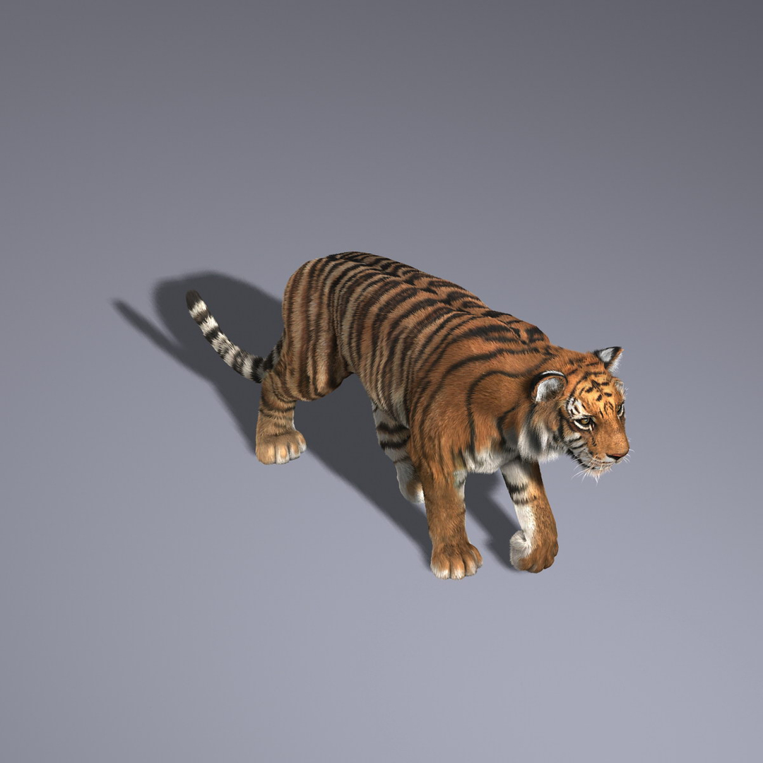 Maya Tigers 2 Fur