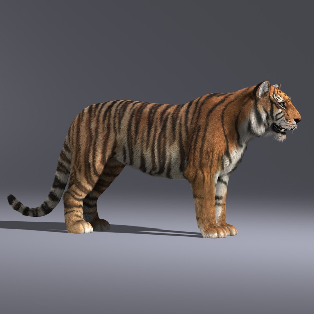Maya Tigers 2 Fur